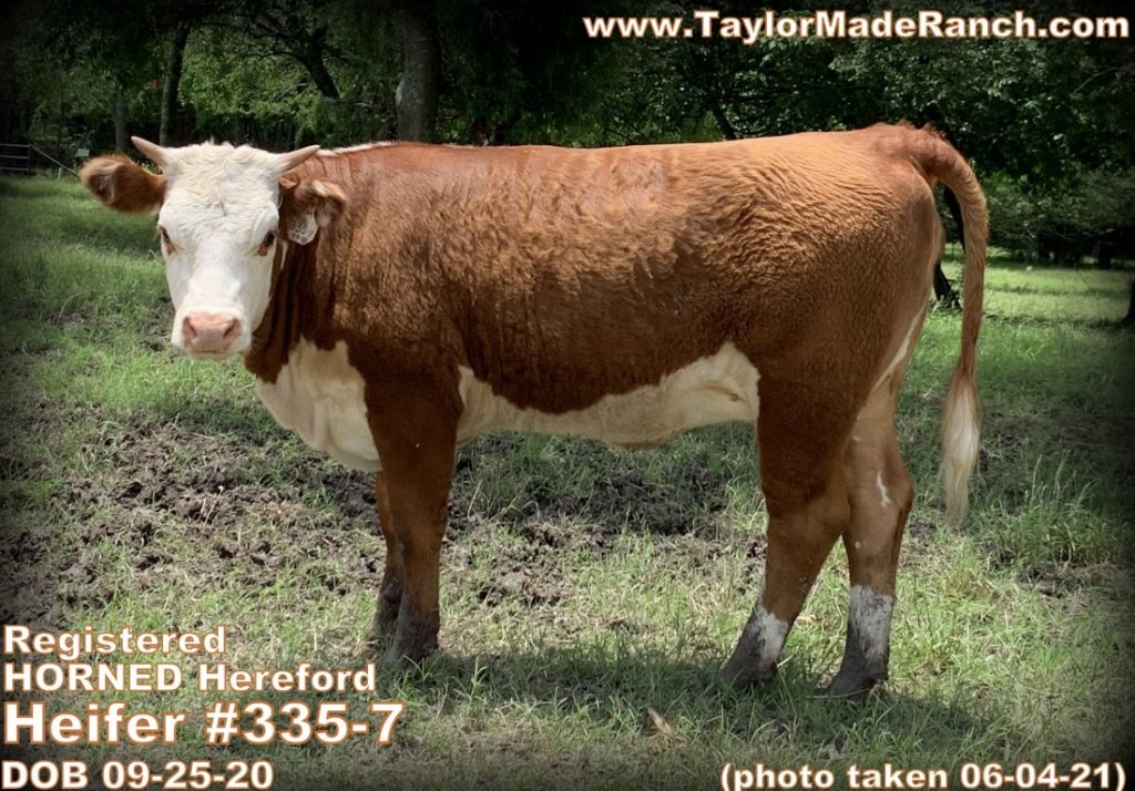 Registered Polled Hereford Cattle For Sale - Taylor-Made Ranch