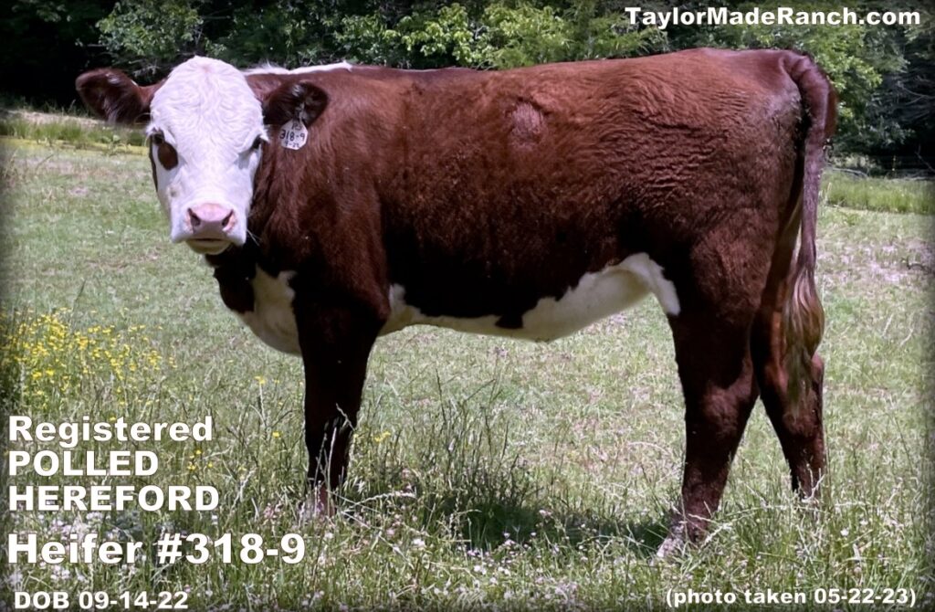 Registered Polled Hereford Cattle For Sale in Wolfe City, Texas - Taylor-Made Ranch