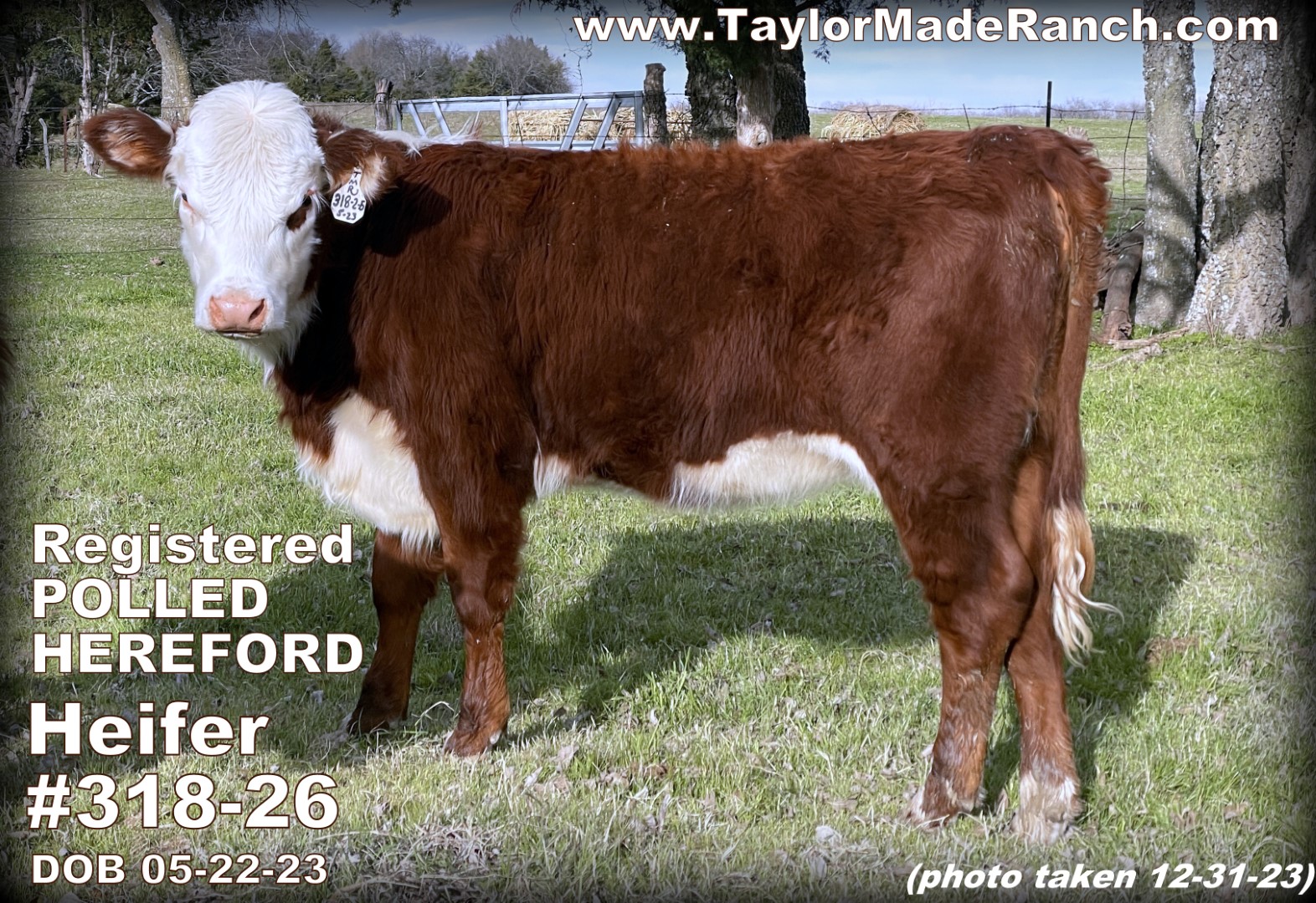 Registered Polled Hereford Cattle For Sale in Wolfe City, Texas ...